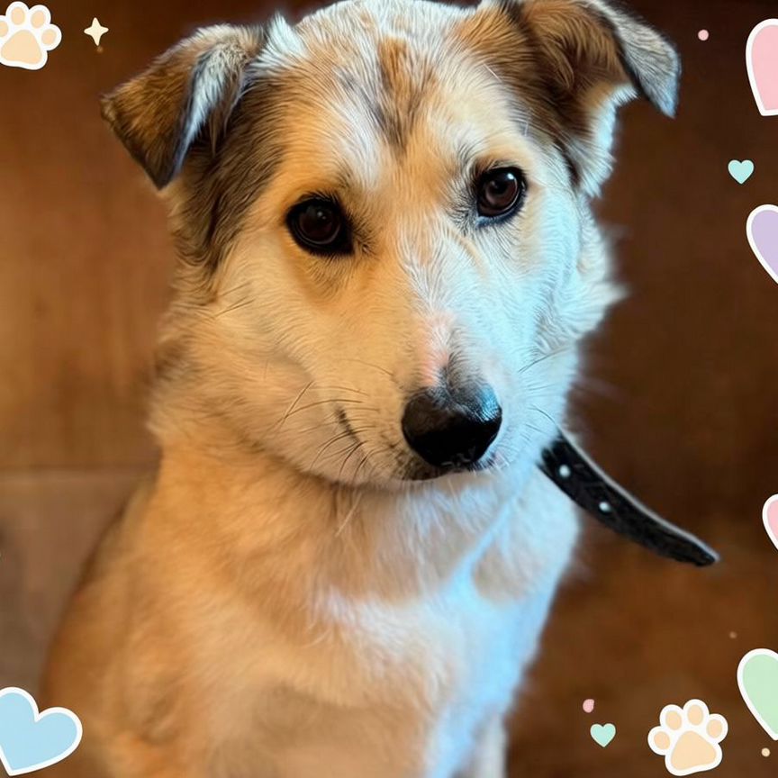 Взрослая собака в добрые руки