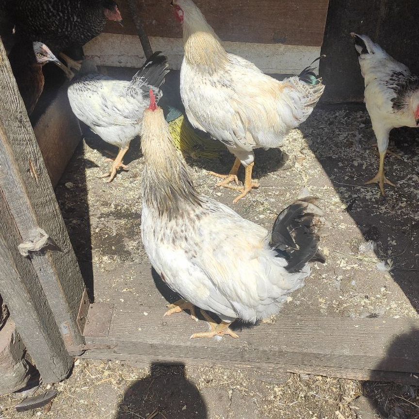 Домашняя птица