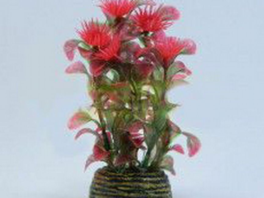 Растение Тритон пластмассовое 13 см 1346