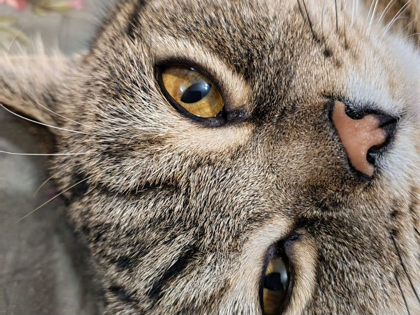 Кот -случка