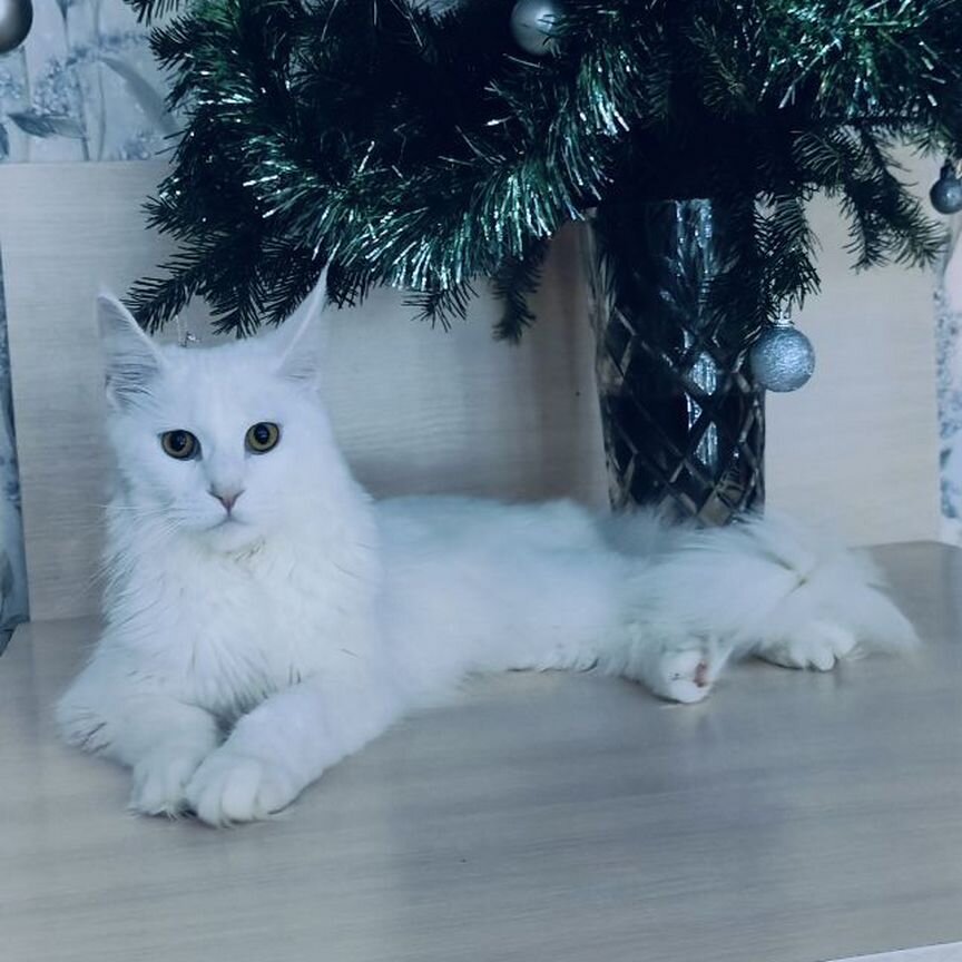Котята майкун