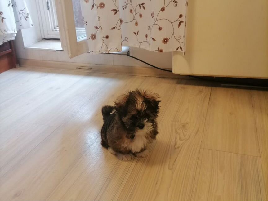 Девочка мальтипу