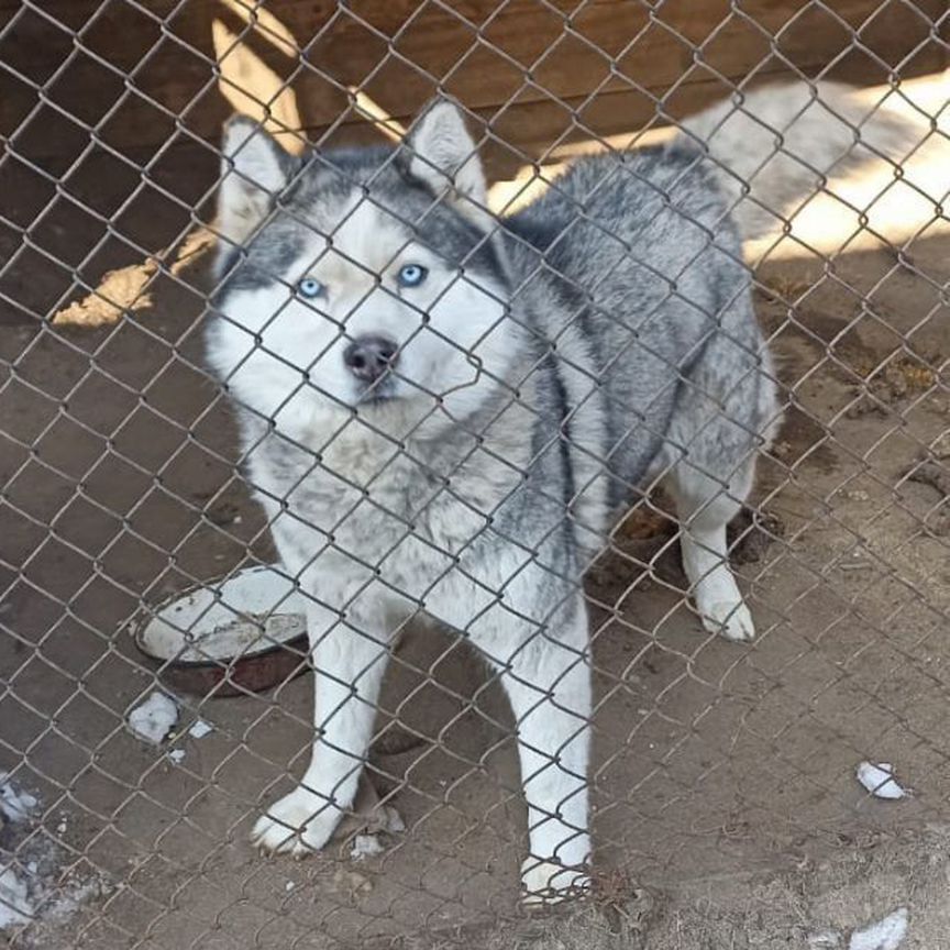 Собаки бесплатно хаски