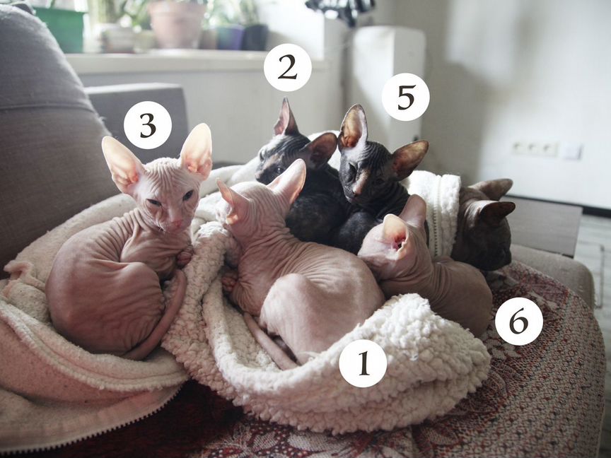 Котята донского сфинкса в хорошие руки бесплатно