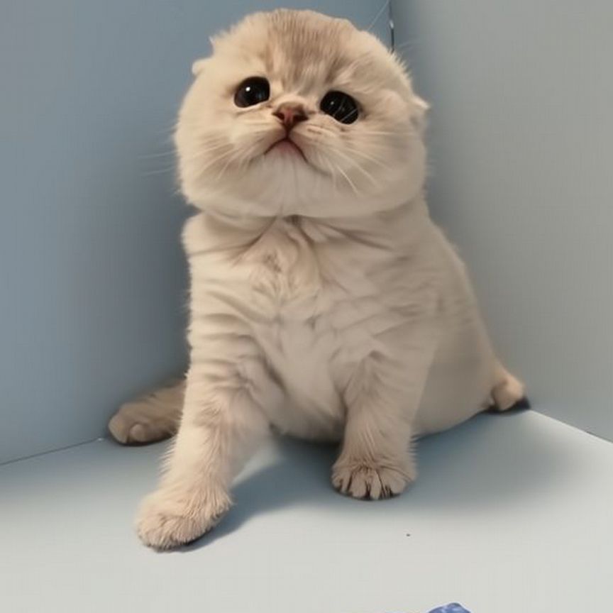 Шотландский вислоухий короткошёрстный котёнок
