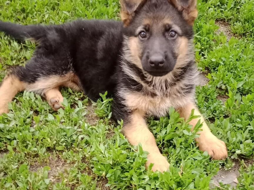 Немецкая овчарка