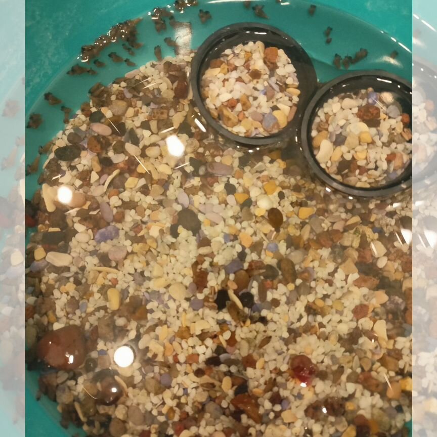 Отдам улиток аквариумных бесплатно