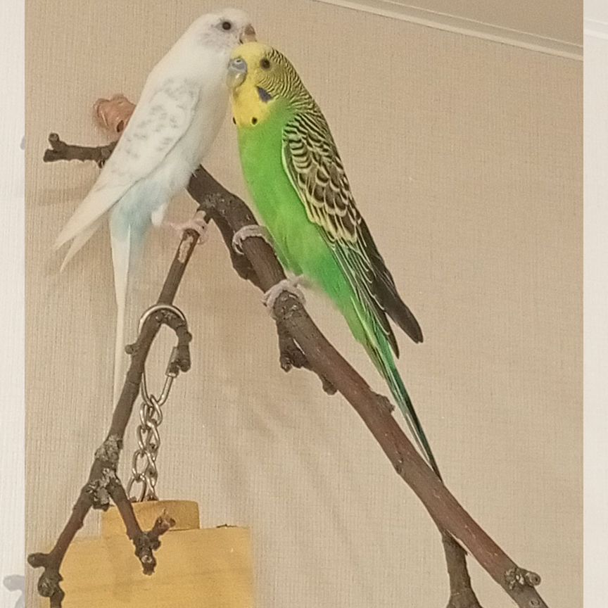 Волнистые попугаи