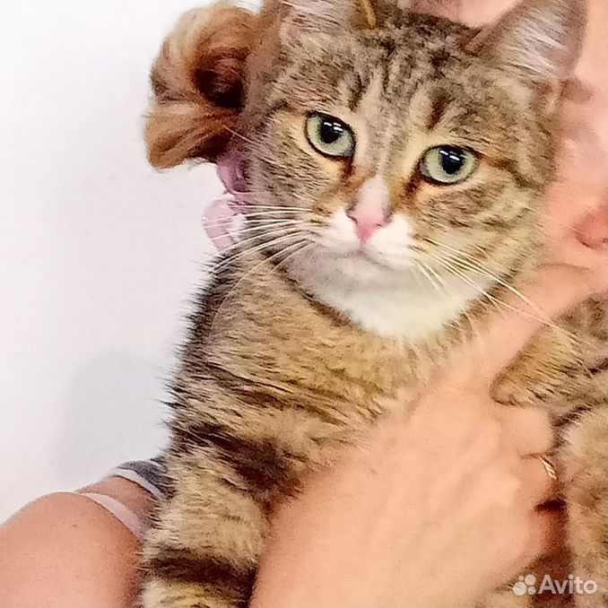 Кошечка -Шпротика в дар