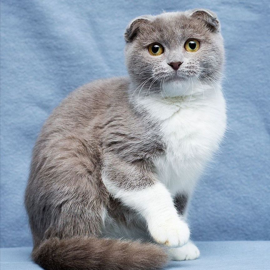Вислоухий котенок в добрые руки