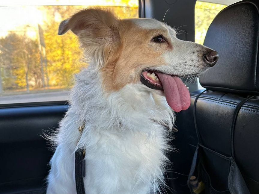 Бордер колли