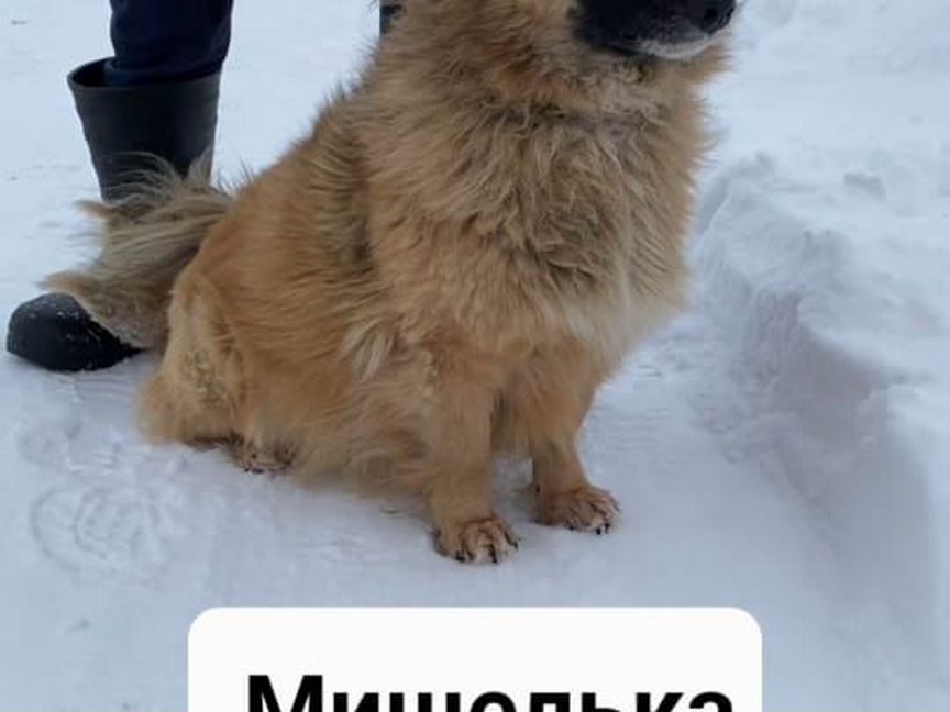 Маленькая Мишель