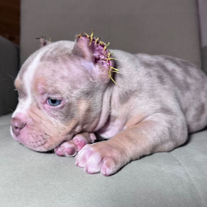 Американский булли, щенок