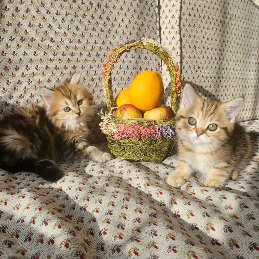 Шотландский прямоухий короткошёрстный котёнок