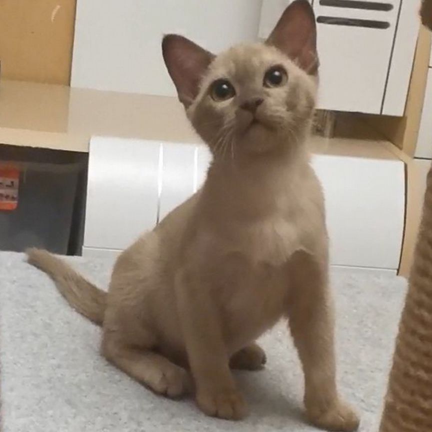 Бурманские котята