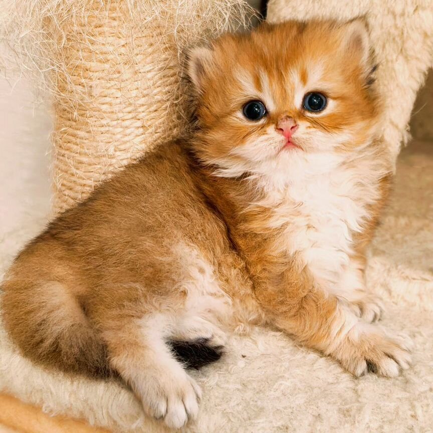 Британский длинношёрстный котёнок