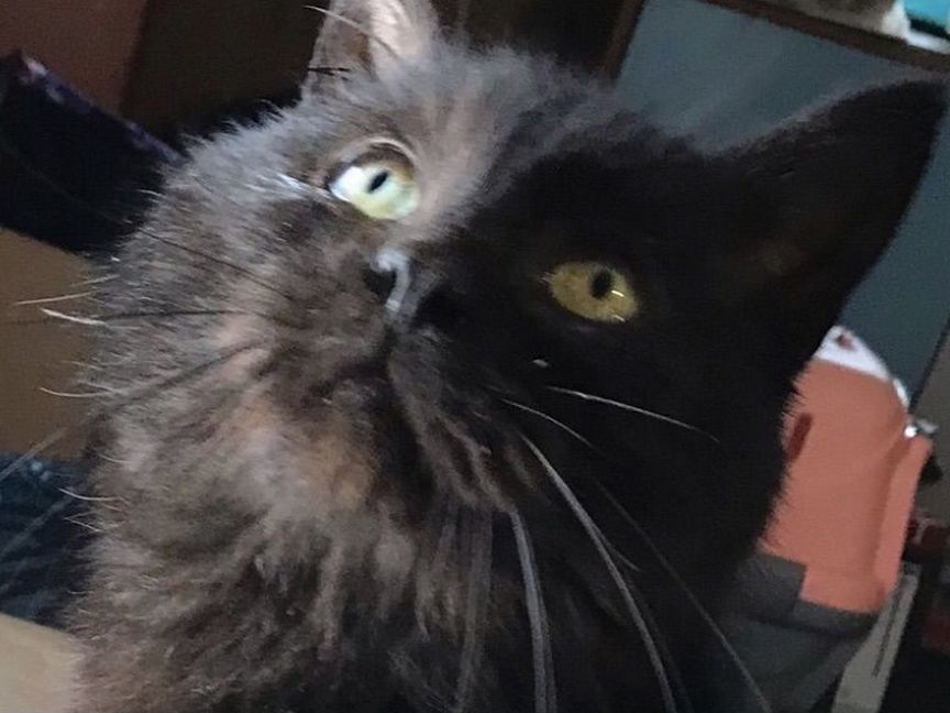 Уютный черный кот