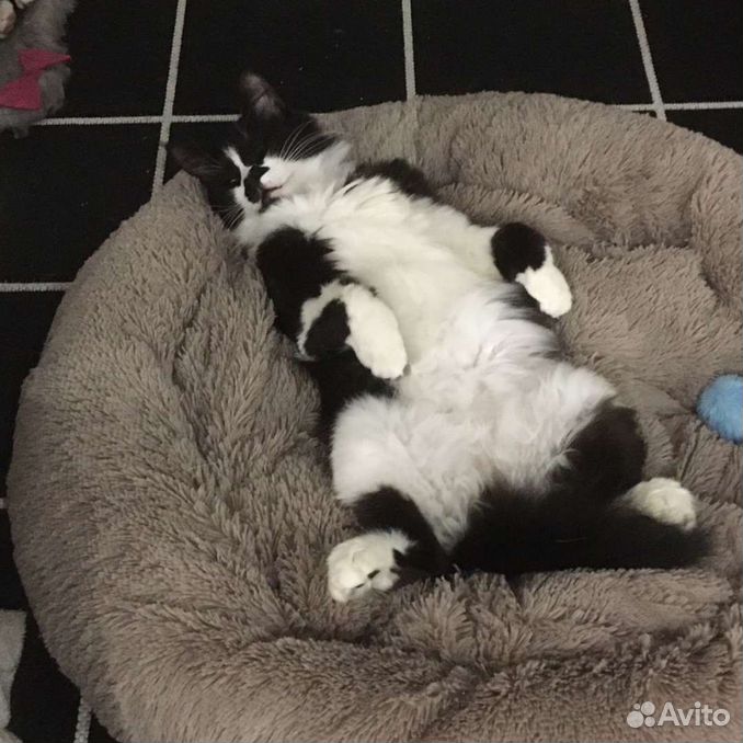 Кошечка умница красавица в добрые ручки