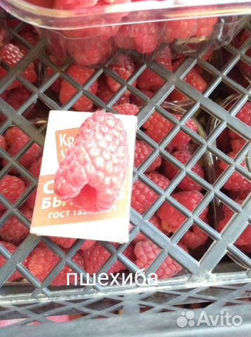 Саженцы малины пшехиба купить в Ладожской | Товары для дома и дачи | Авито