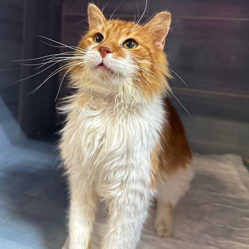 Взрослый кот в добрые руки