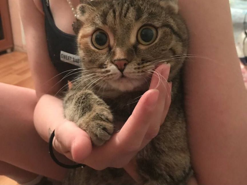 Кошки породистые