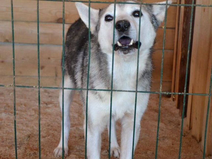 Хася ищет дом