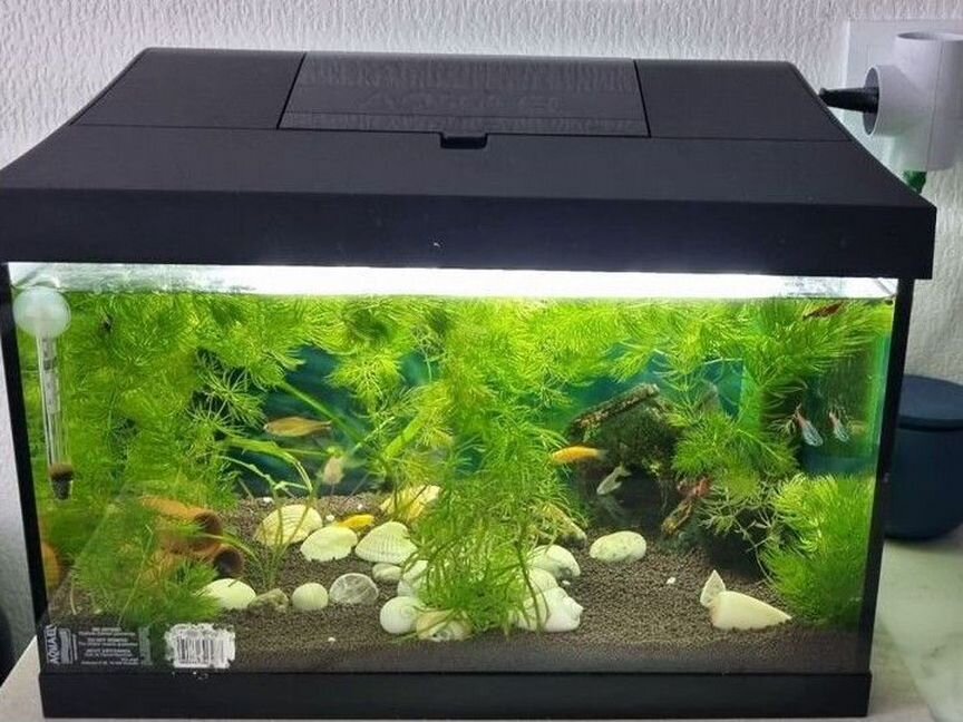 Аквариум с рыбками