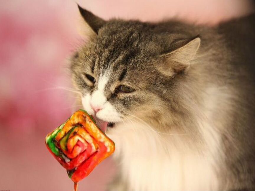 Стерилизация 11 марта. Фея добрым людям