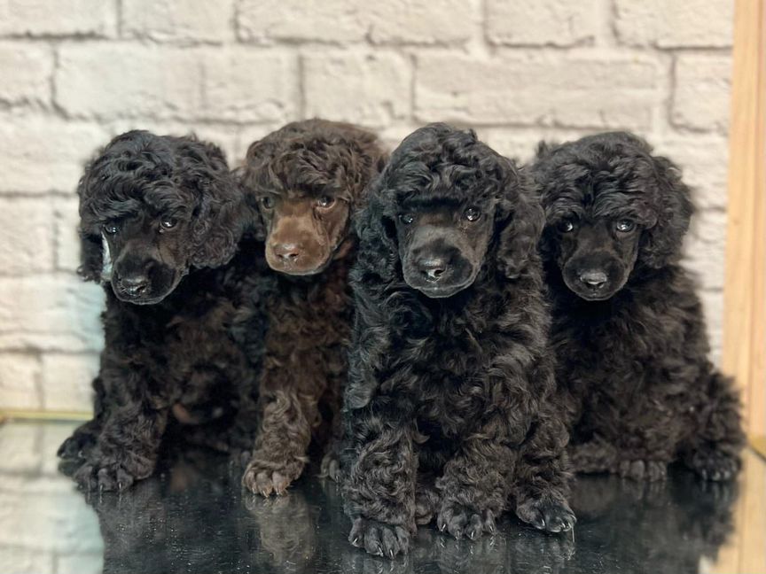 Карликовый пудель