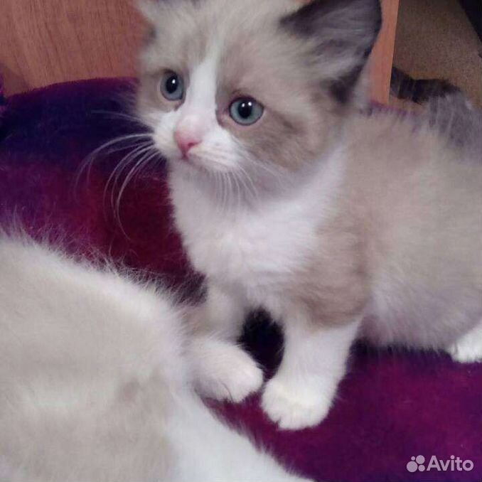 Крошки рэгдолл