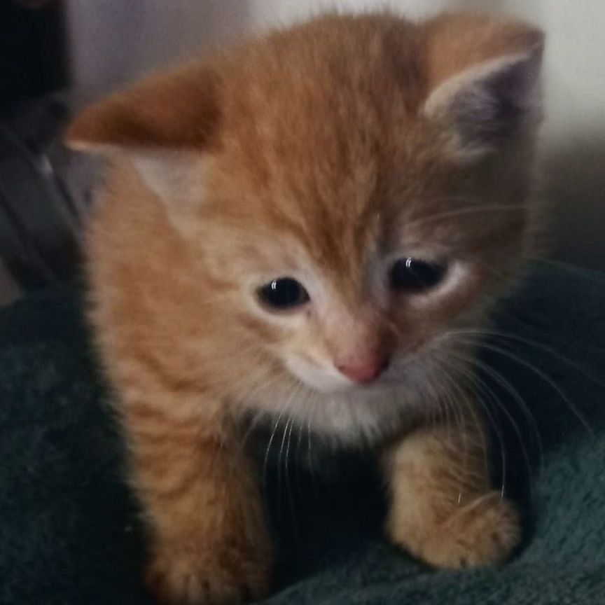 Котята ищут дом