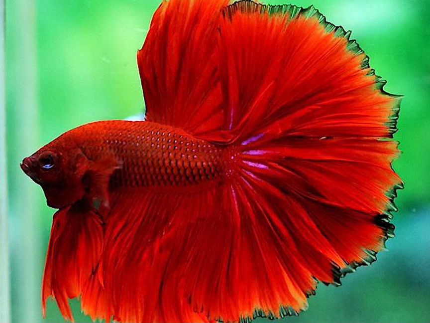 Есть новые рыбки, welcome