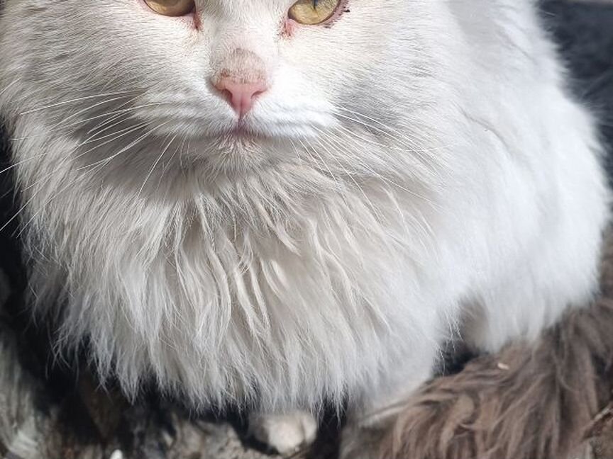 Котики бесплатно в добрые руки