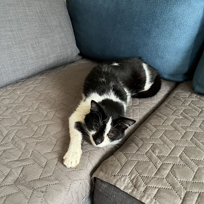Ищу дом для котика