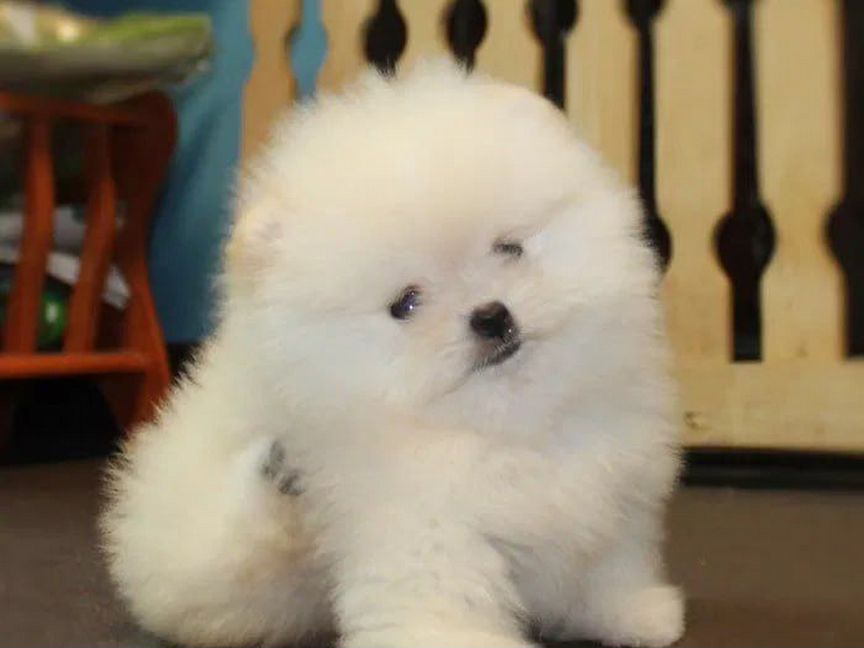 Вашему вниманию предлагается мальчик