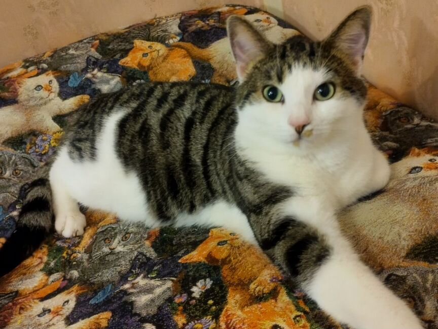 Кот, 1 годик, очень ласковый