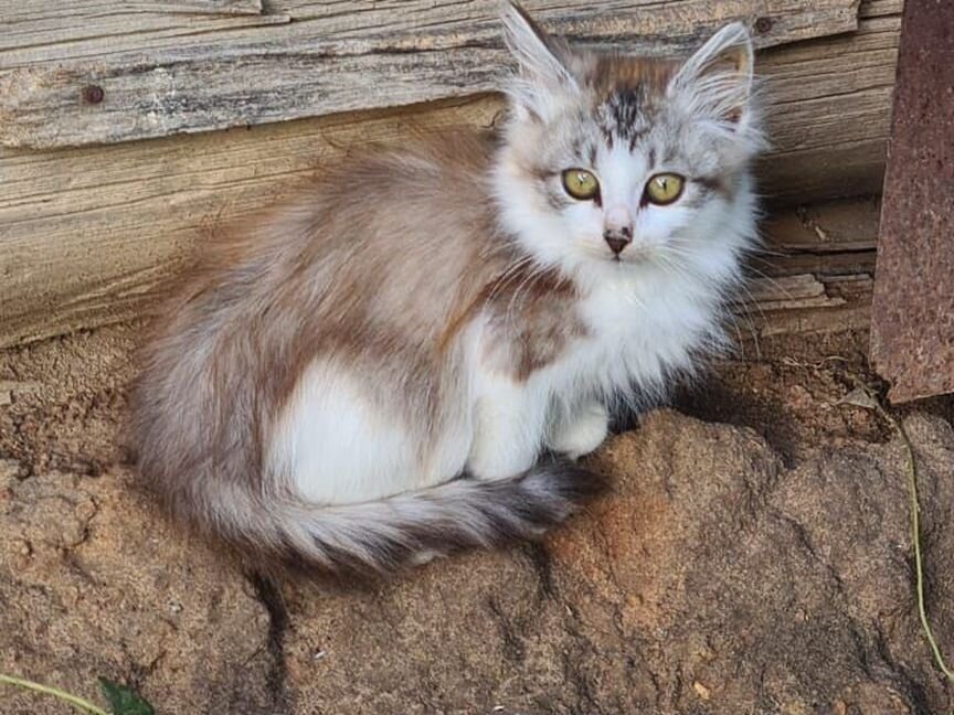 Нужен дом котенку