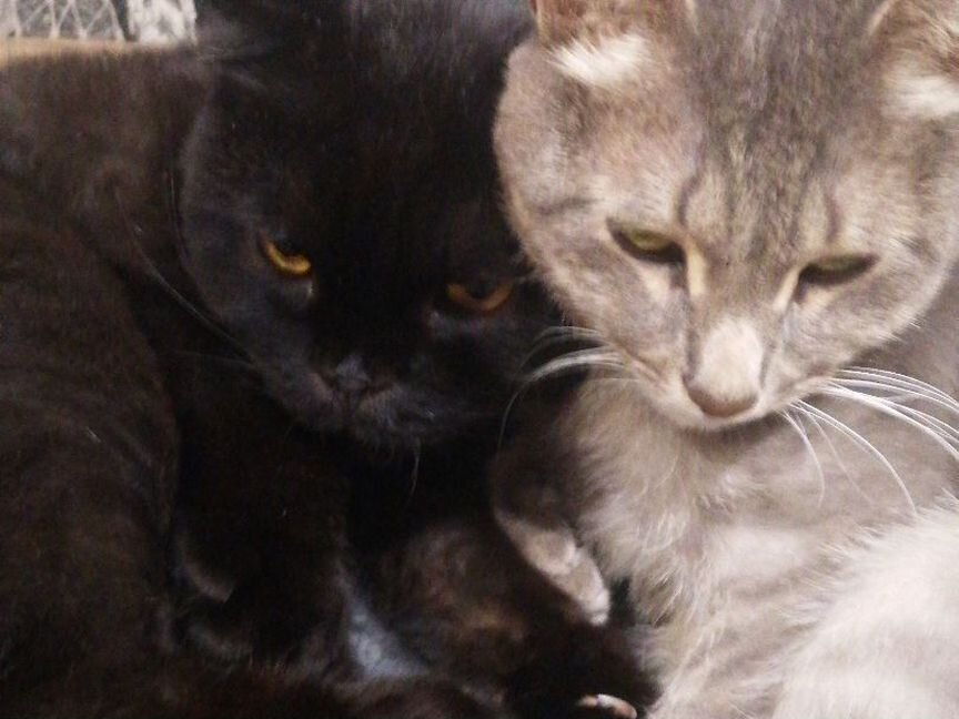 Шотландская кошка в дар
