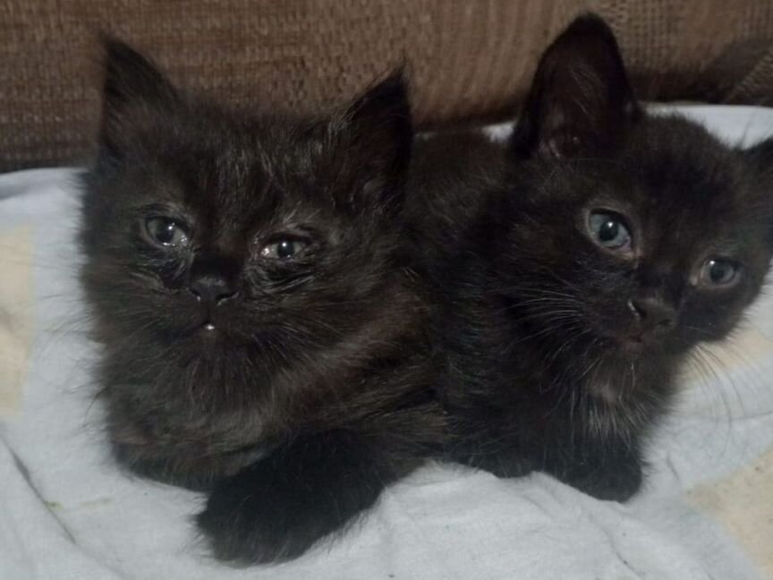 Котята в добрые руки бесплатно