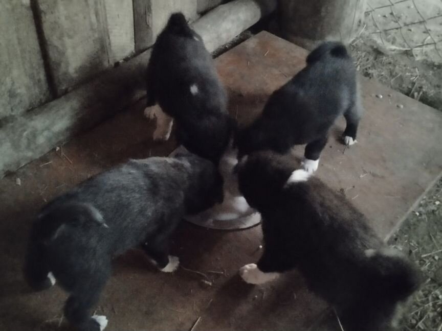 Продам щенков рел