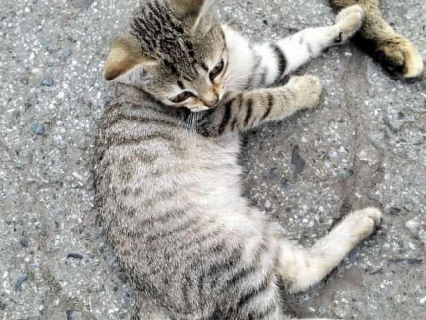 Кототигрëнок