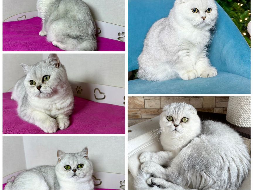 Шотландские окрас шиншилла питомник