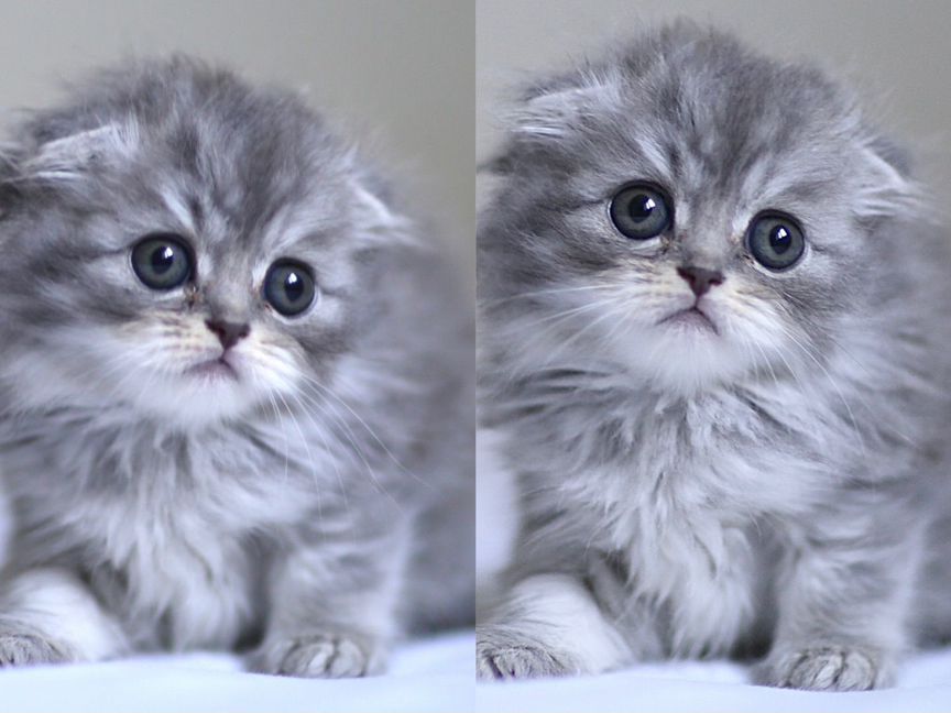 Scottish fold котята девочка и мальчик