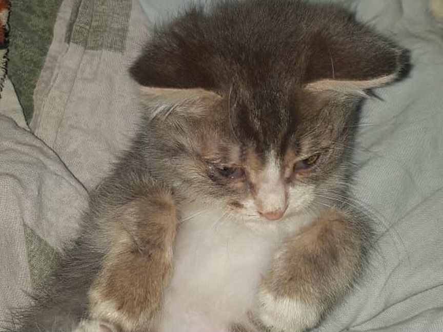 Спасите котёнка