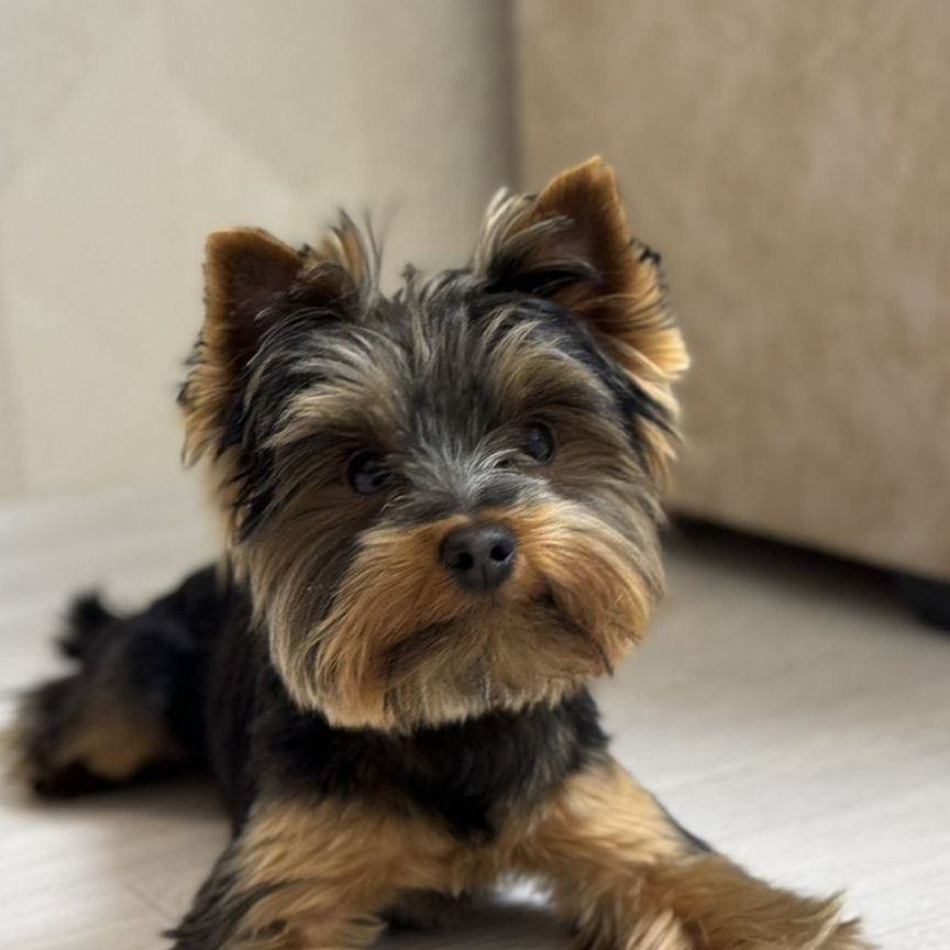 Отдам в добрые руки йорка