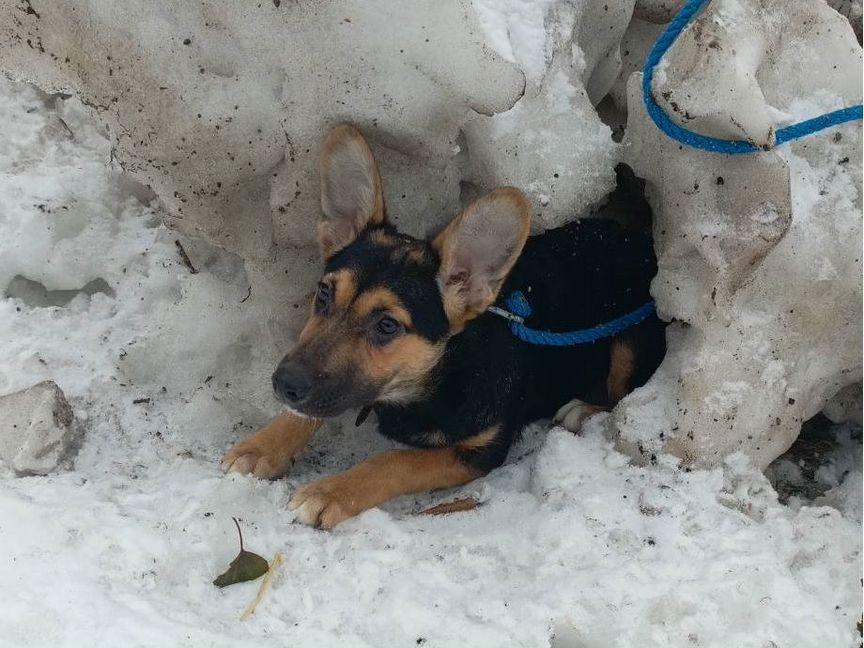 Маленький ушастик ищет маму