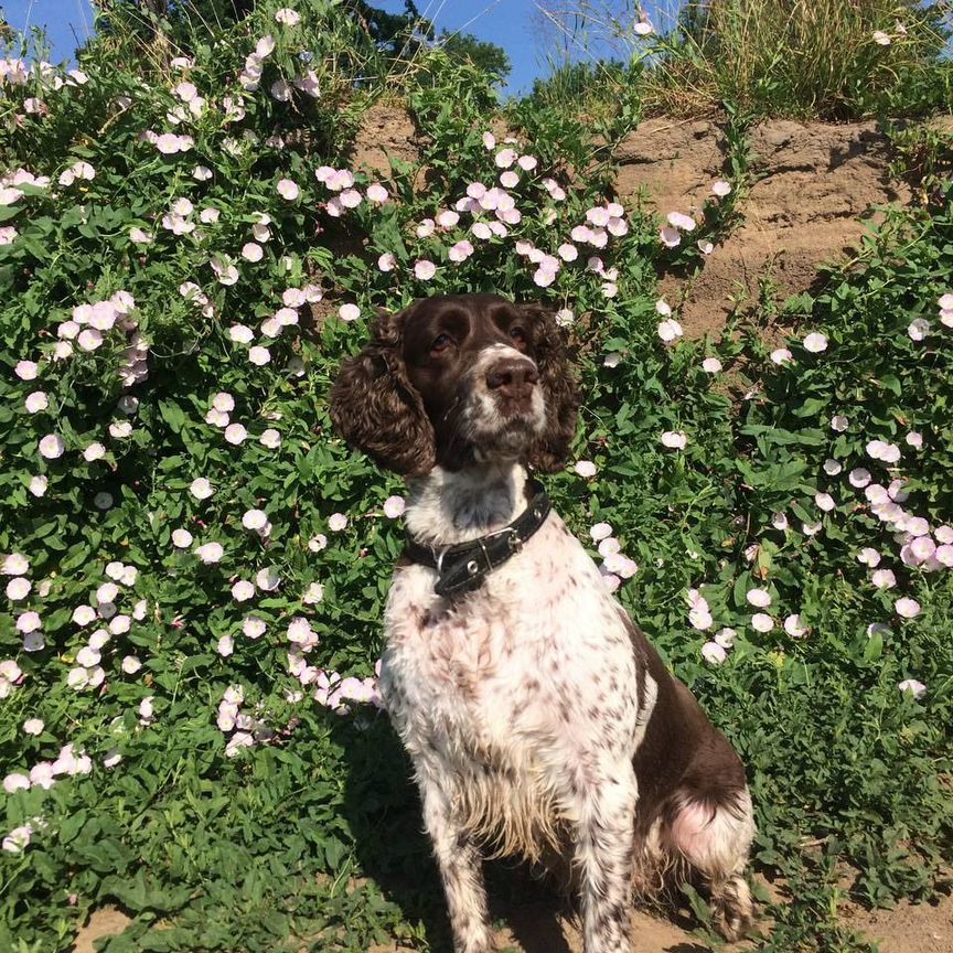 Спаниель в добрые руки