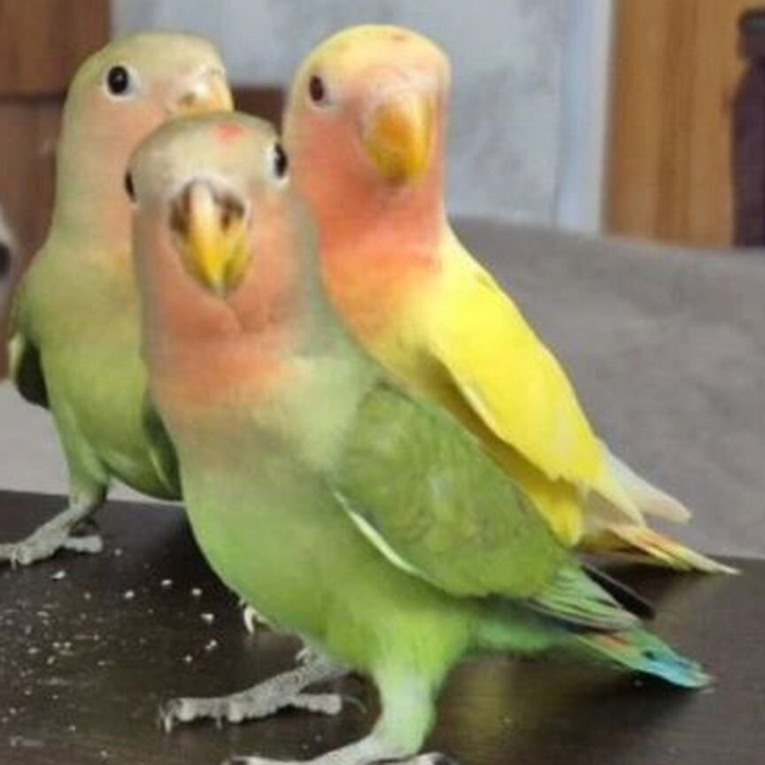 Попугаи неразлучники розовощекие