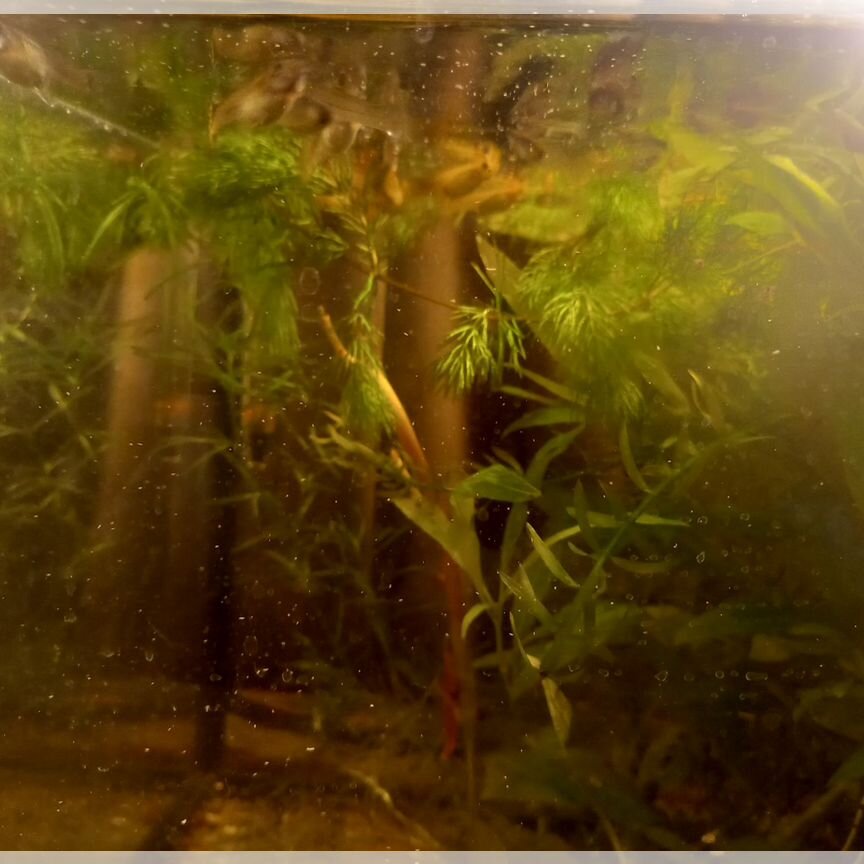 Самки гуппи "Троянские"