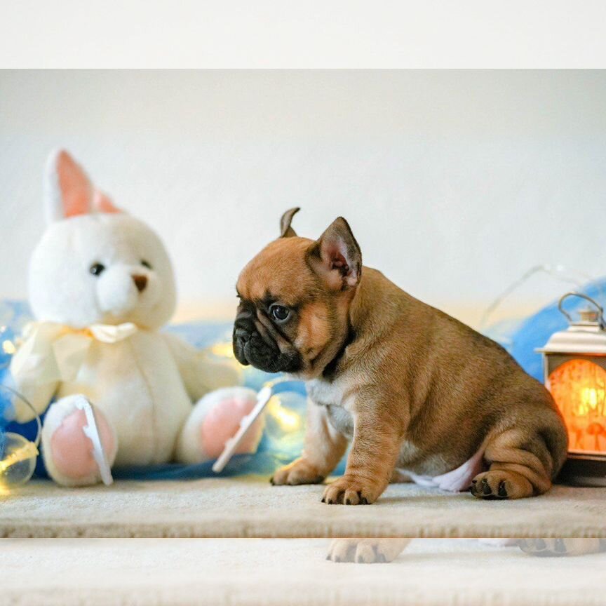 Французский бульдог, щенок